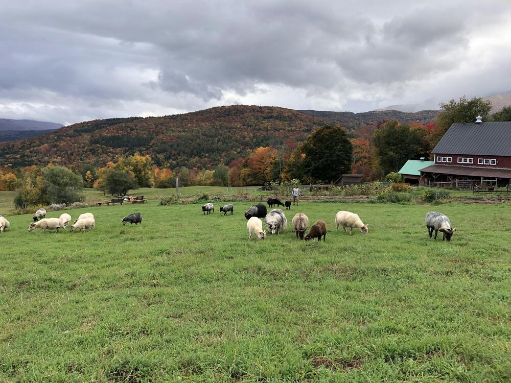 The Salt Stones: Author Q&A with Helen Whybrow | Milkweed Editions